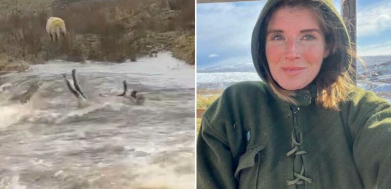 Amanda Owen reassures fans after horror vid of animals being swept away ...