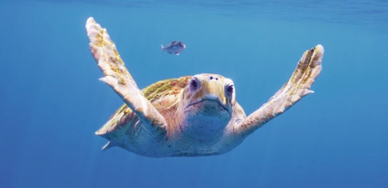 ‘David was delighted’: The secrets to filming Attenborough’s Planet ...